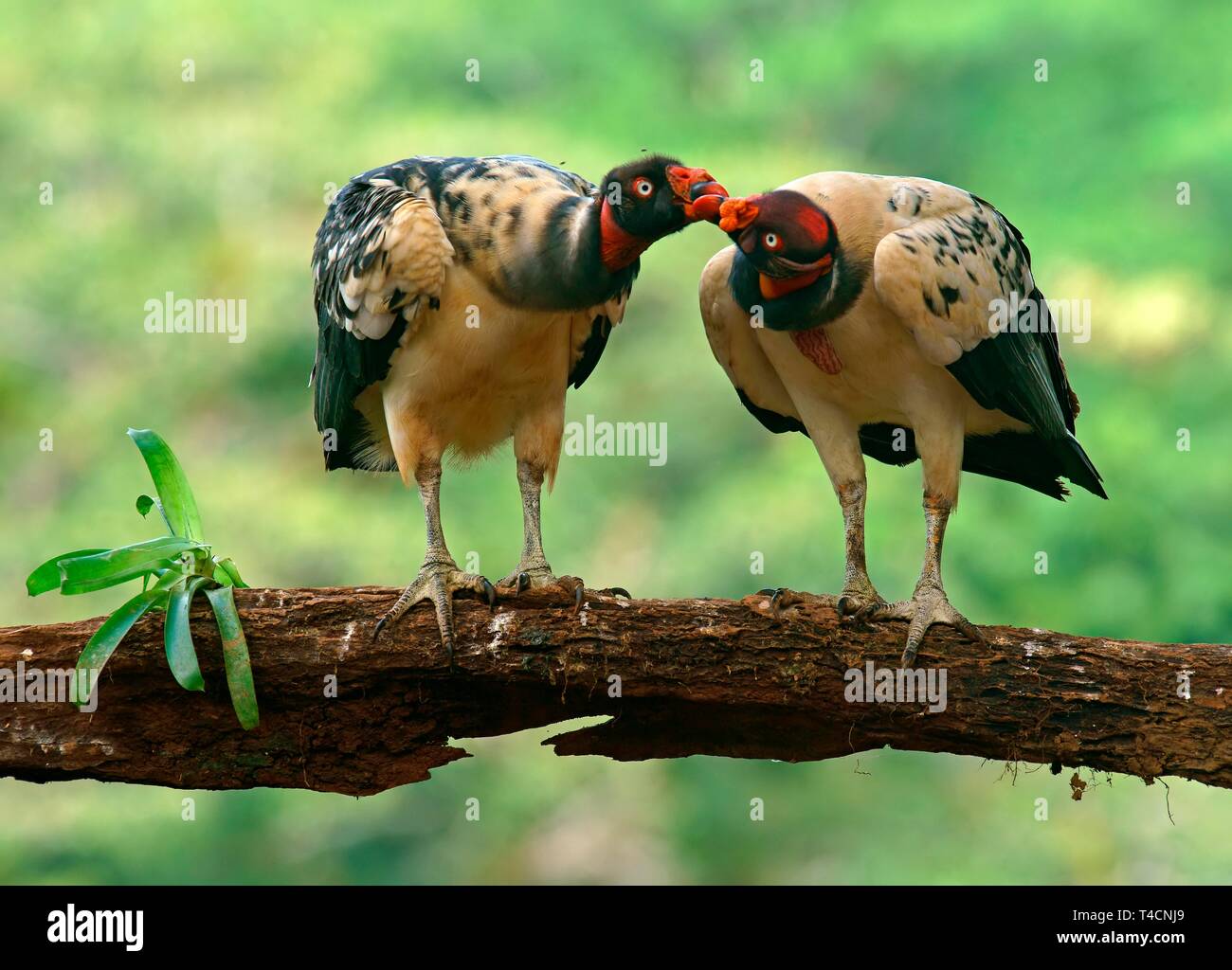 King Vulture (Sarcoramphus papa), animal couple billing, standing on a ...
