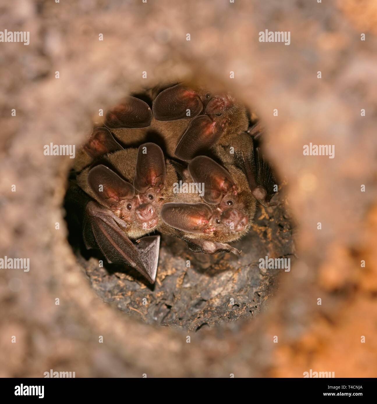 Pygmy round-eared bats (Lophostoma brasiliense) in a termite hill ...