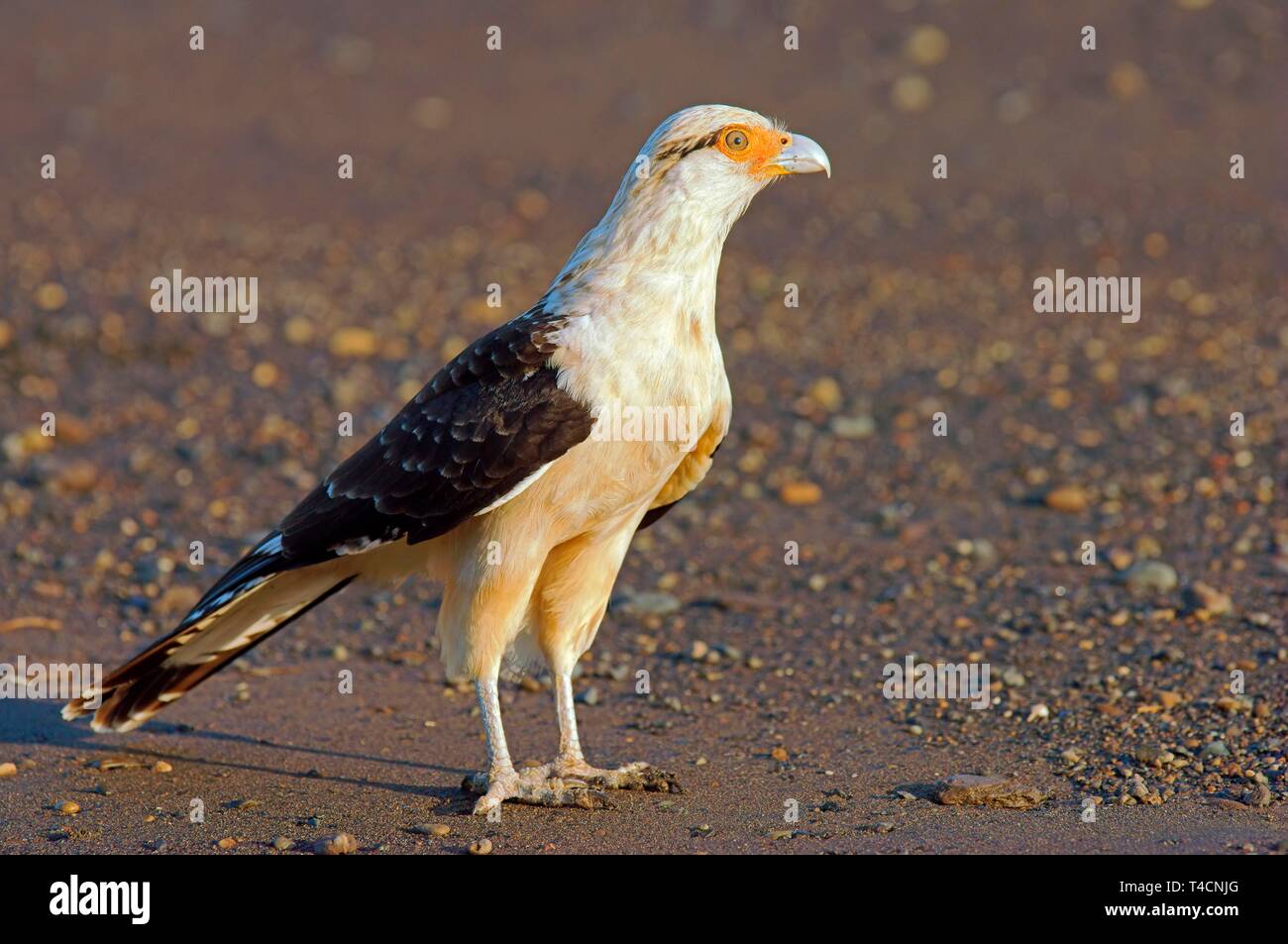 Yellow-headed caracara (Milvago chimachima), Costa Rica Stock Photo - Alamy