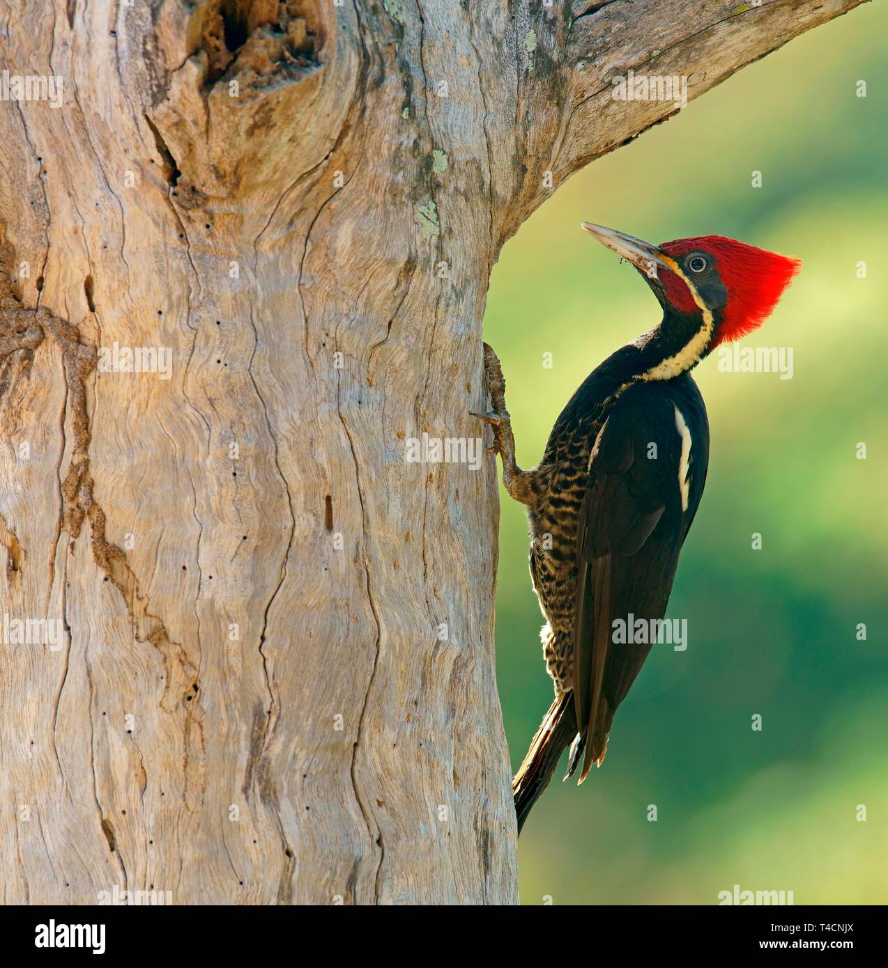 Lineated woodpecker (Dryocopus lineatus) on tree trunk, Costa Rica ...