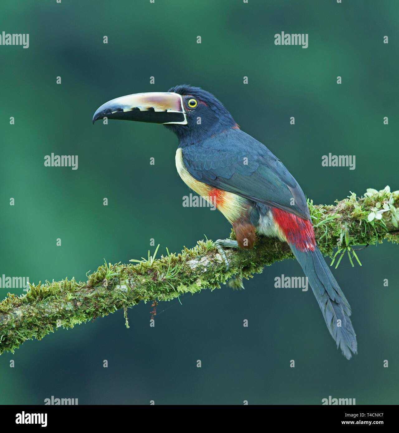 Collared aracari (Pteroglossus torquatus) sits on mossy branch, Costa ...