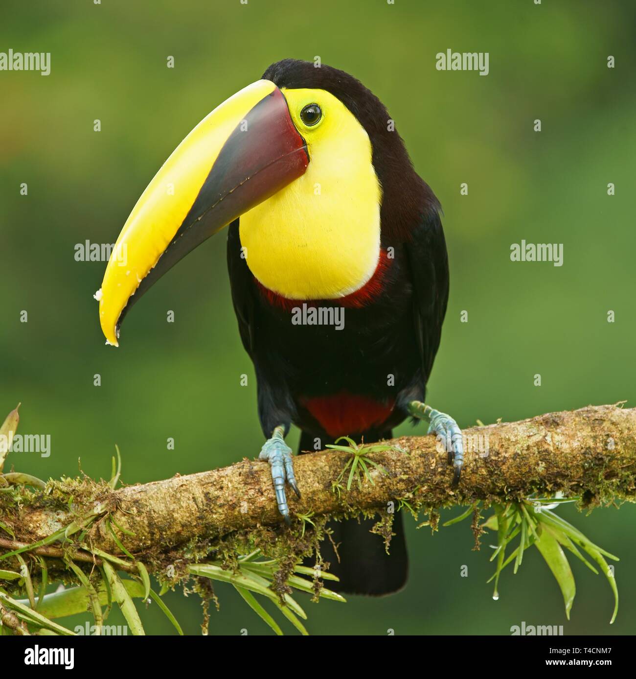 Black-mandibled toucan (Ramphastos ambiguus) sits on mossy branch ...
