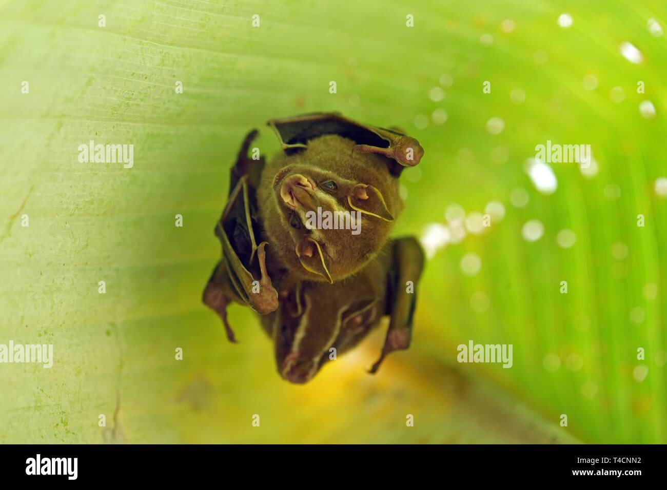 Tent-making Bat (Uroderma bilobatum) hanging under a leaf, Costa Rica ...