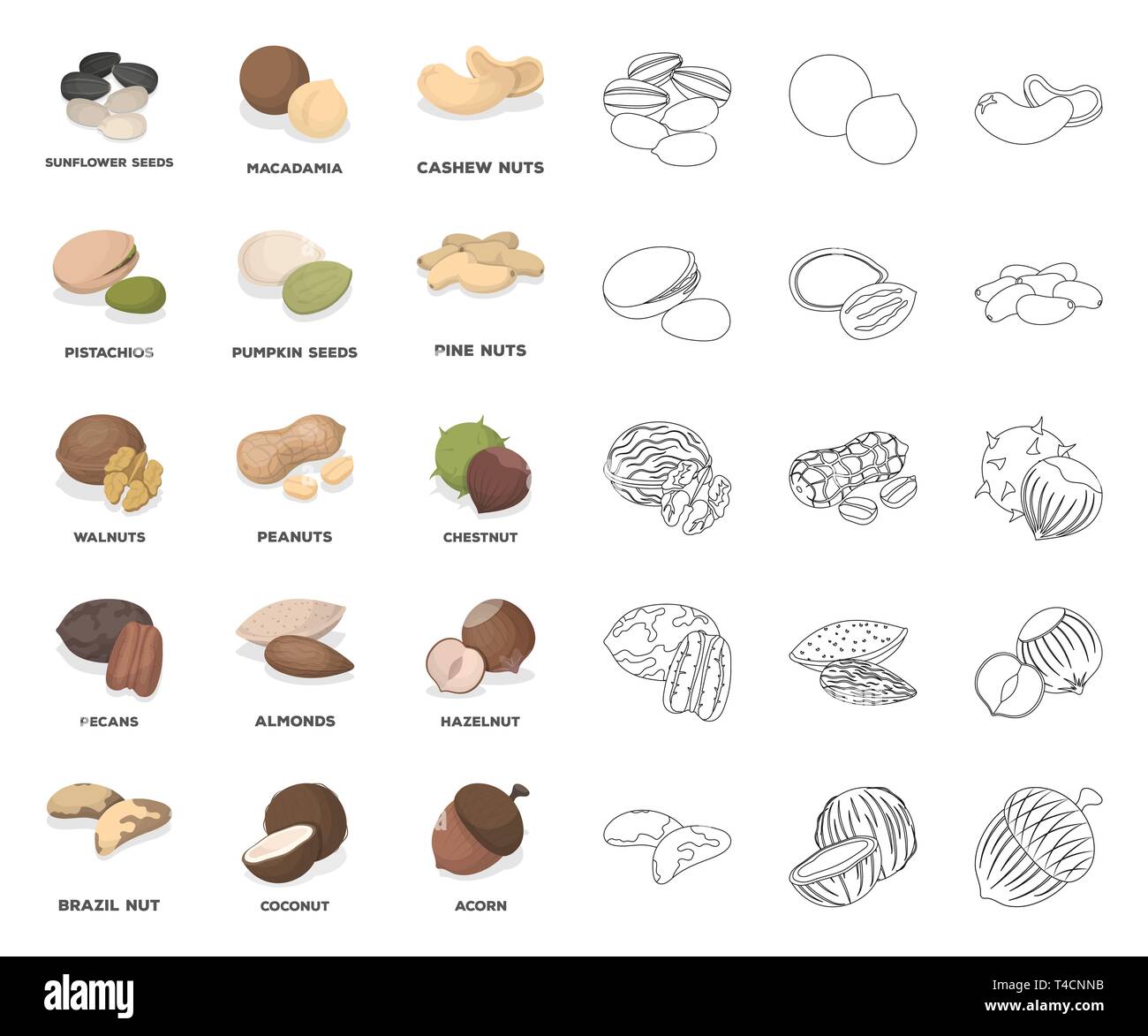Different kinds of nuts cartoon,outline icons in set collection for ...