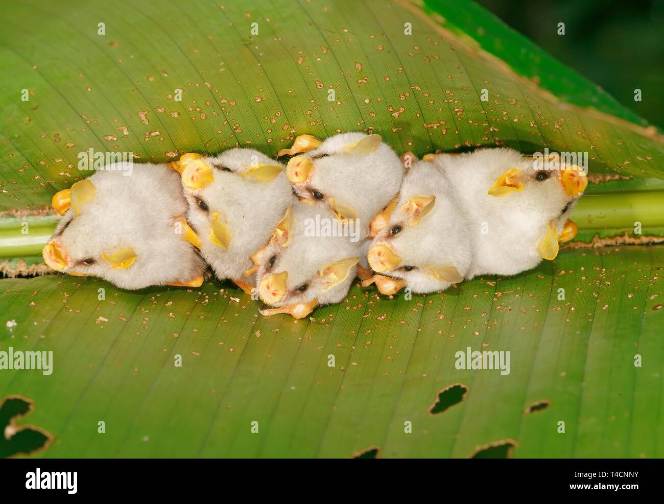 Honduran white bats hi-res stock photography and images - Alamy