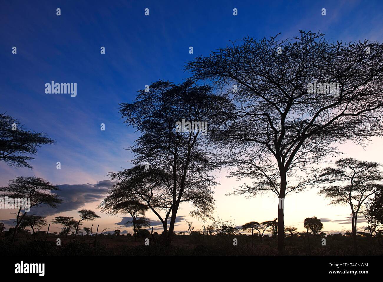 Acacia forest at dawn, Turmi, region, southern Ethiopia, Ethiopia Stock ...