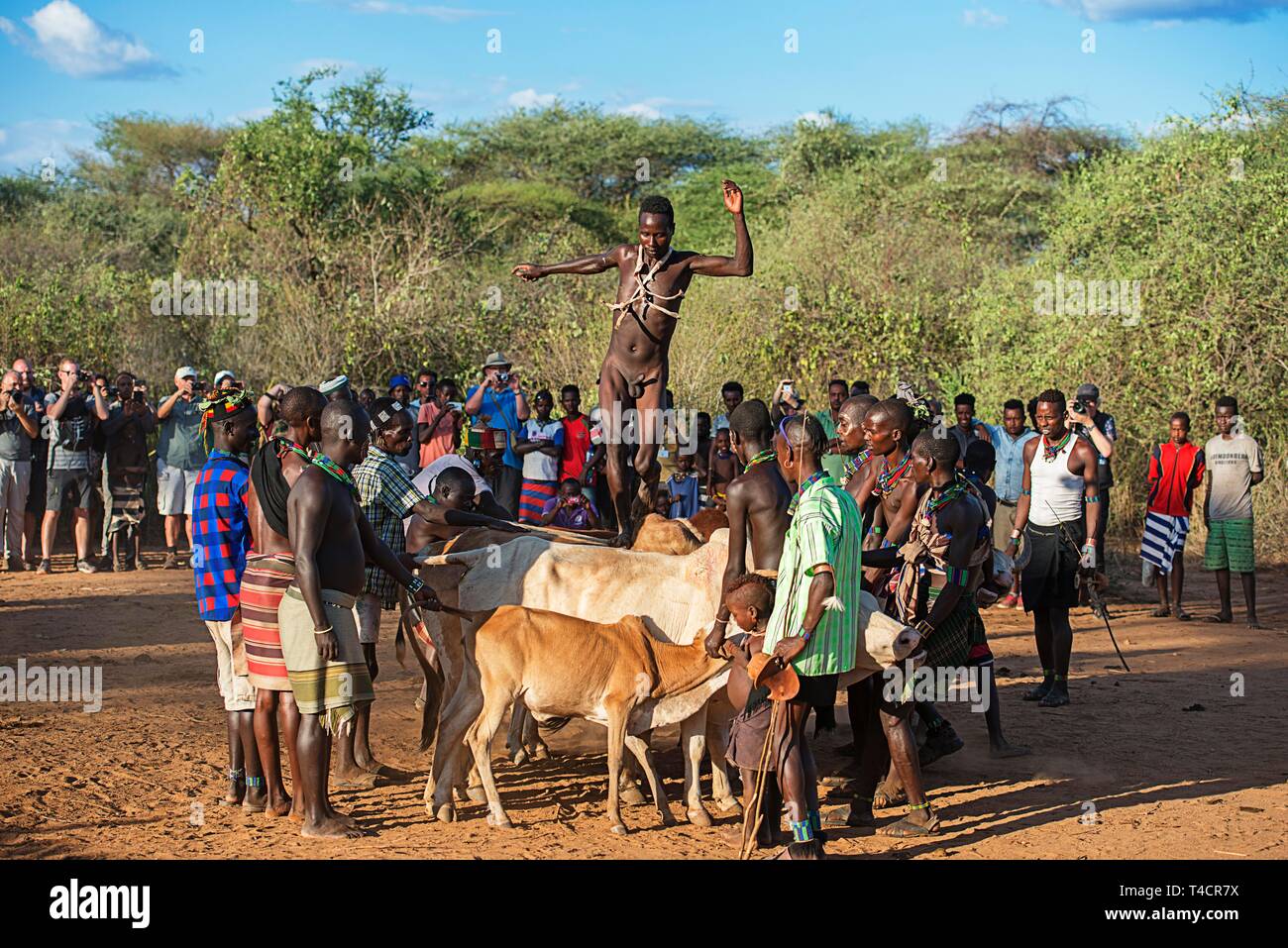 Young man of the Hamer tribe jumping over cattle backs, cattle jump ...