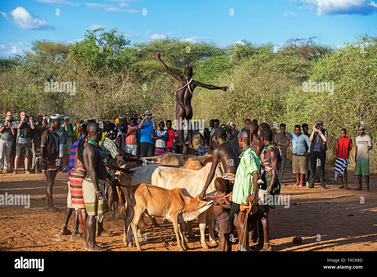 Young man of the Hamer tribe jumping over cattle backs, cattle jump ...
