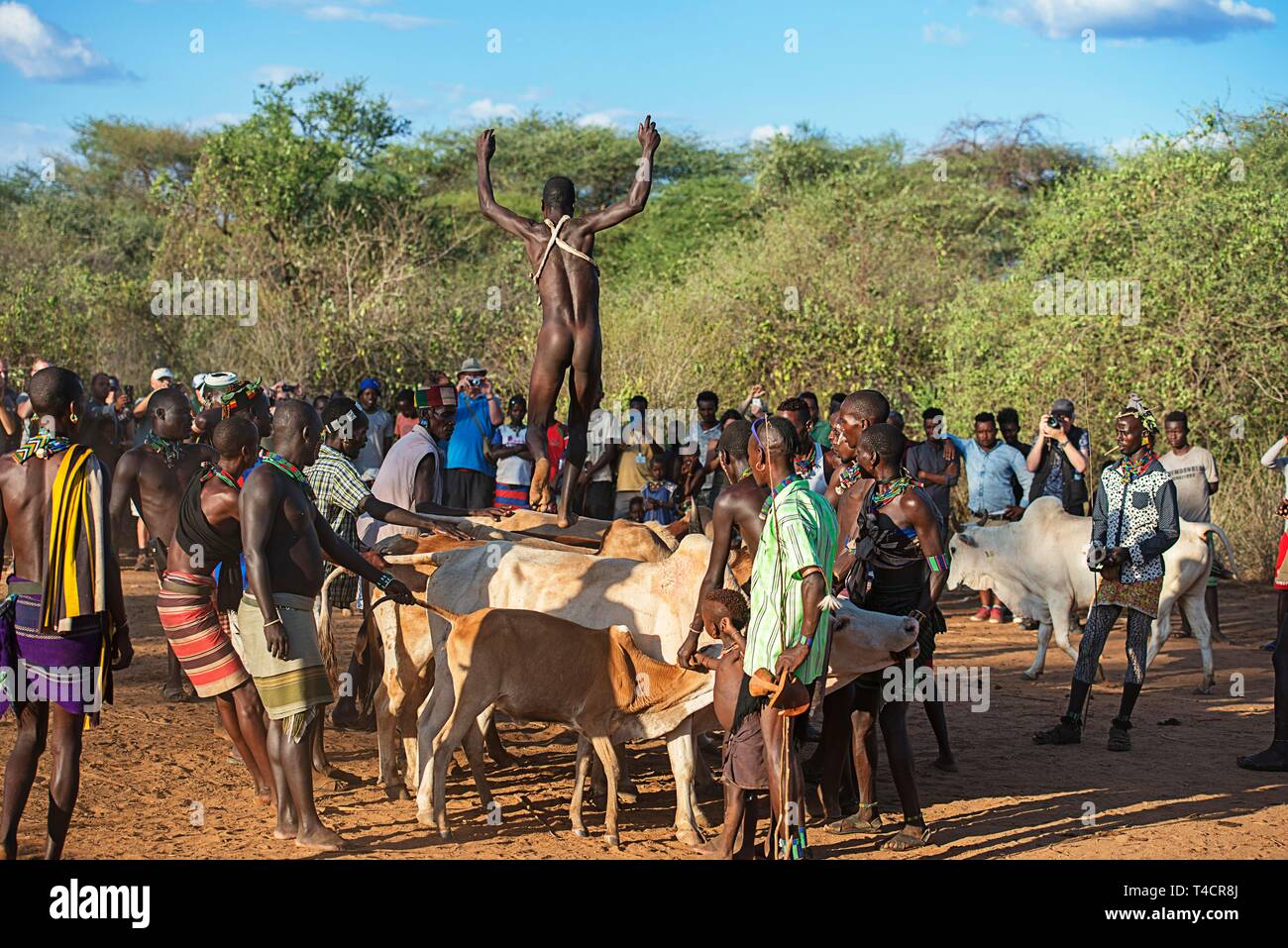 Young man of the Hamer tribe jumping over cattle backs, cattle jump ...