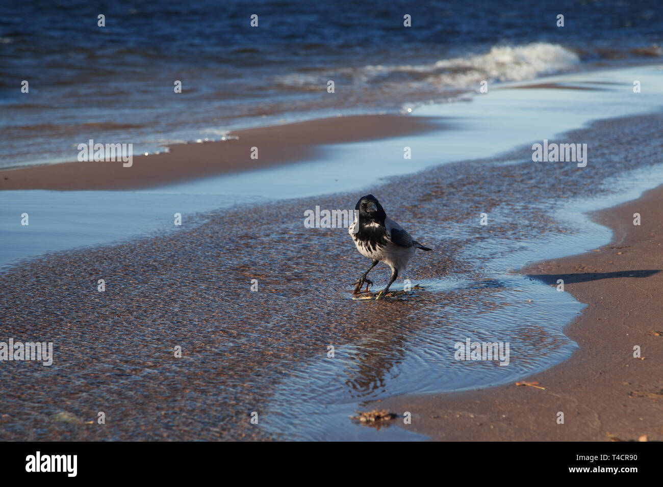 Raven with beach view hi-res stock photography and images - Alamy