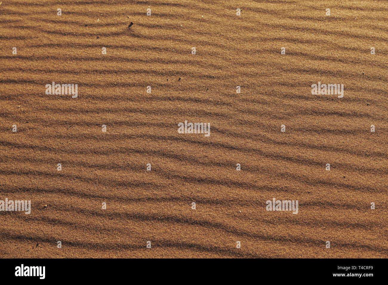 Texture sandy surface with the ripples formed by wind sand. Sand dunes ...