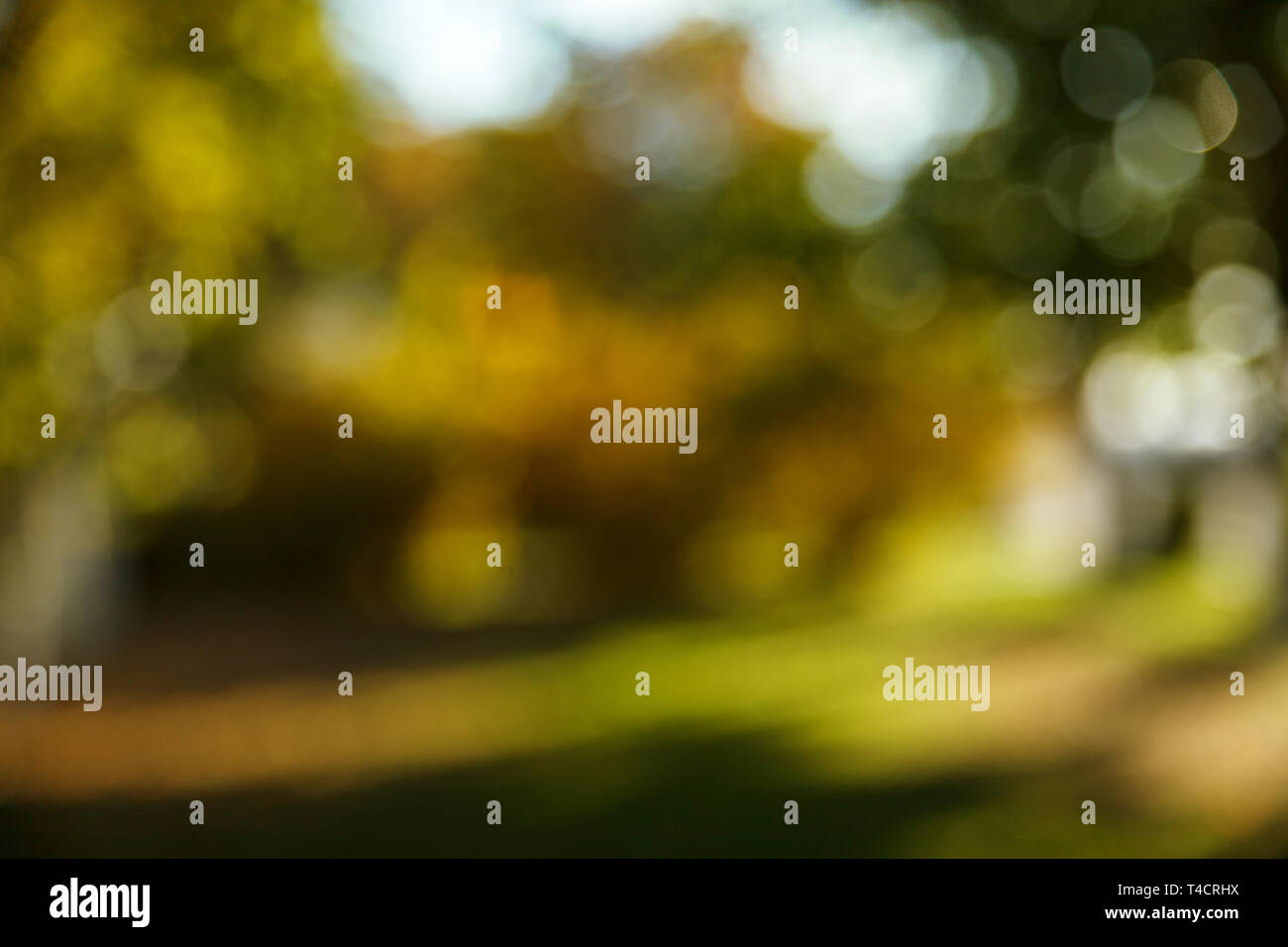 Abstract blurred nature background. Forest trees, Sunny day, sun glare ...