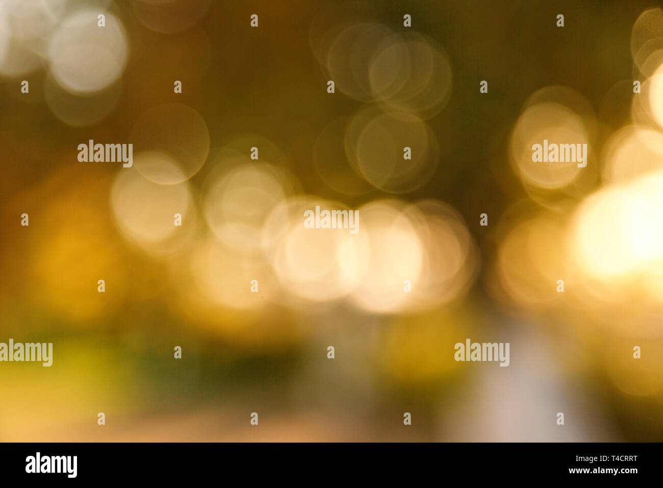 Abstract blurred nature background. Forest trees, Sunny day, sun glare ...