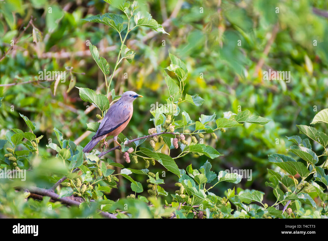 Grey jay beautiful bird hi-res stock photography and images - Alamy