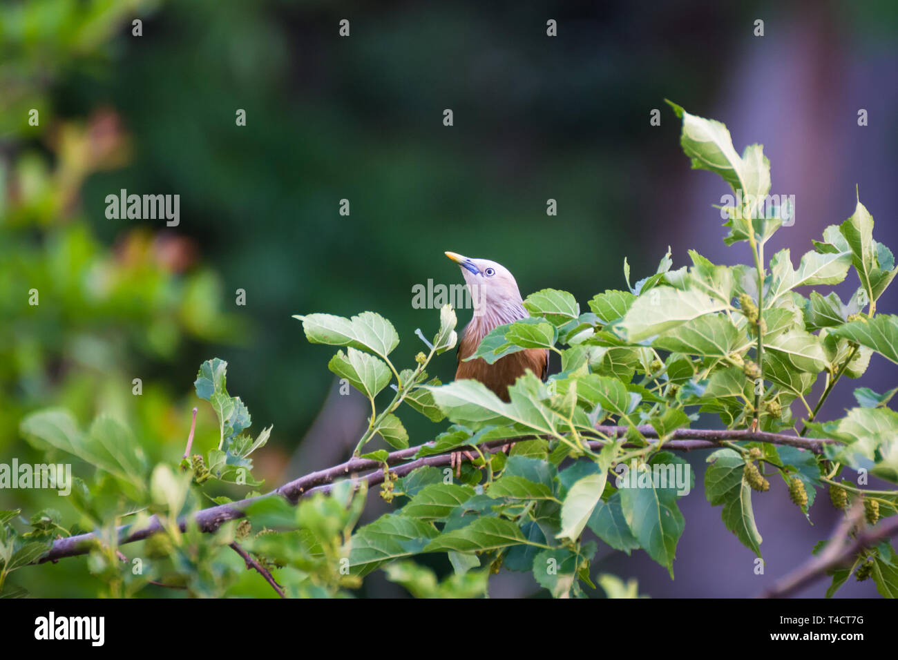 Gray beautiful bird hi-res stock photography and images - Alamy