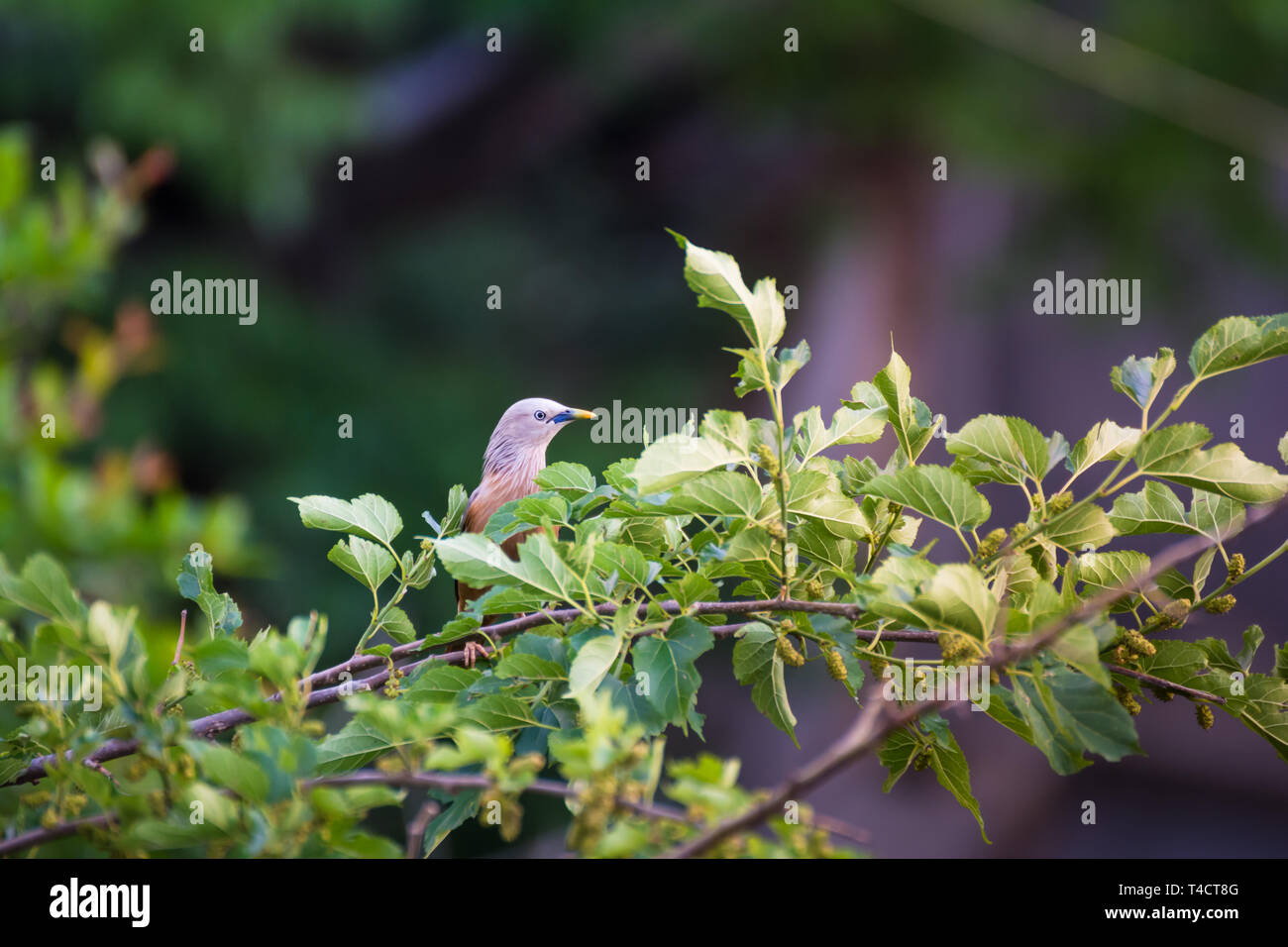 Gray beautiful bird Stock Photo - Alamy