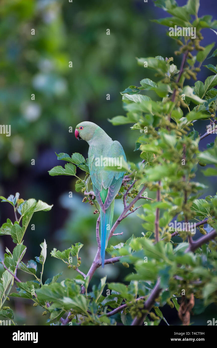 Red and green parrot hi-res stock photography and images - Alamy
