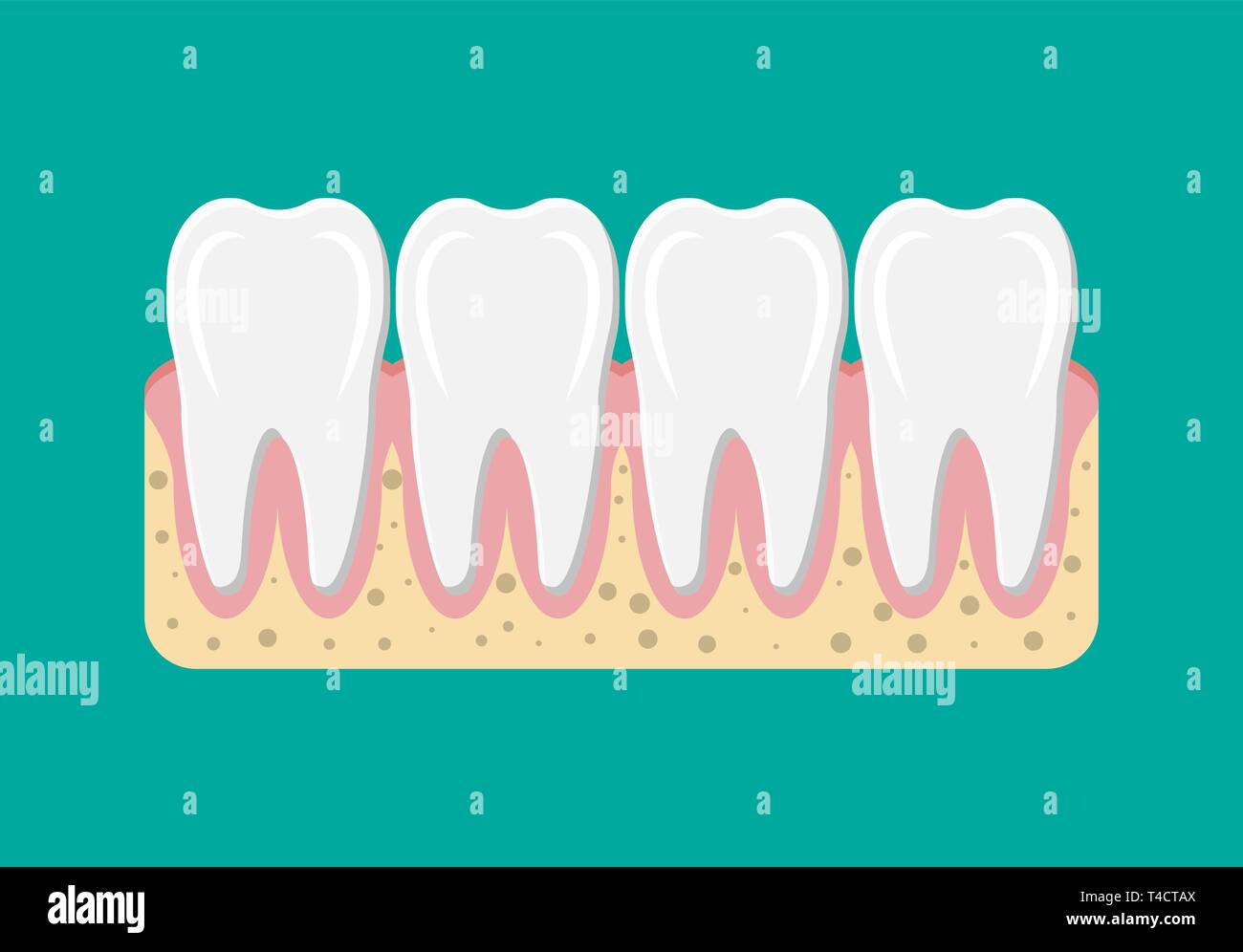 Tooths icon with gum. Human teeth in flat style. Dental concept ...