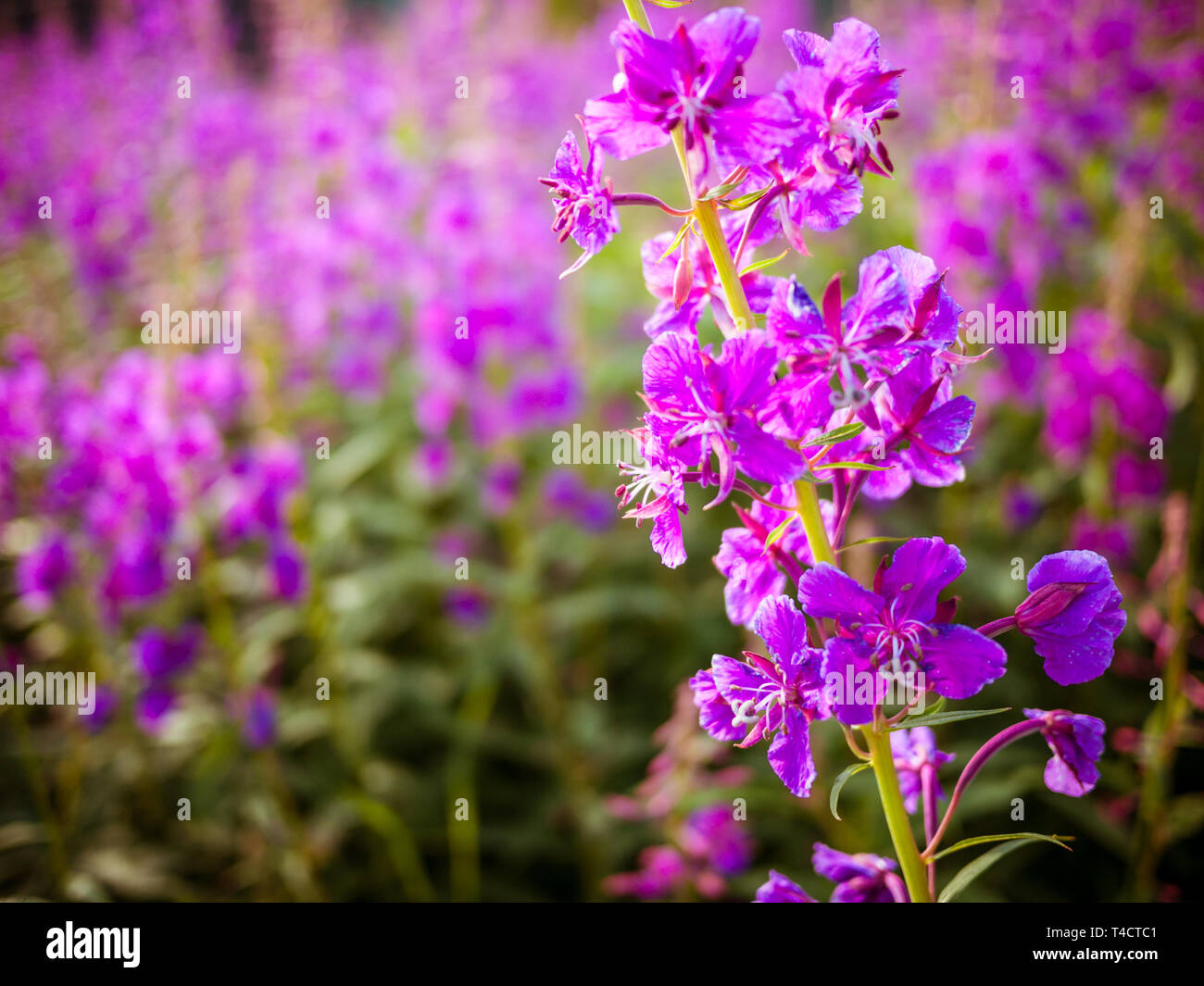 Chamerion angustifolium flowers Stock Photo - Alamy