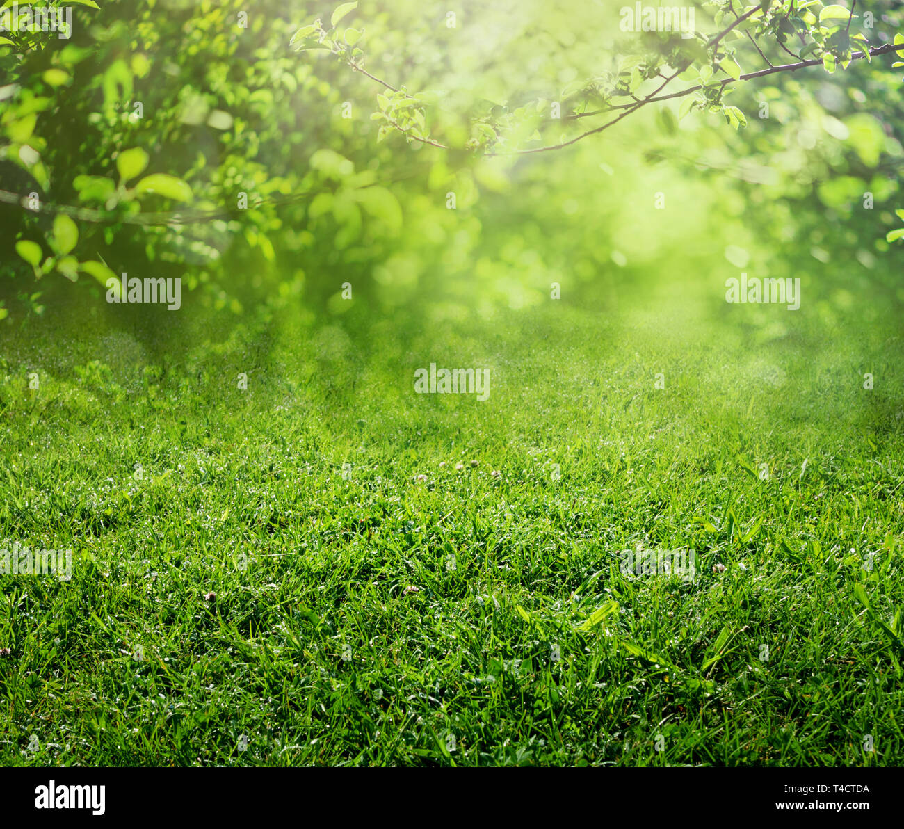 spring grass background Stock Photo - Alamy