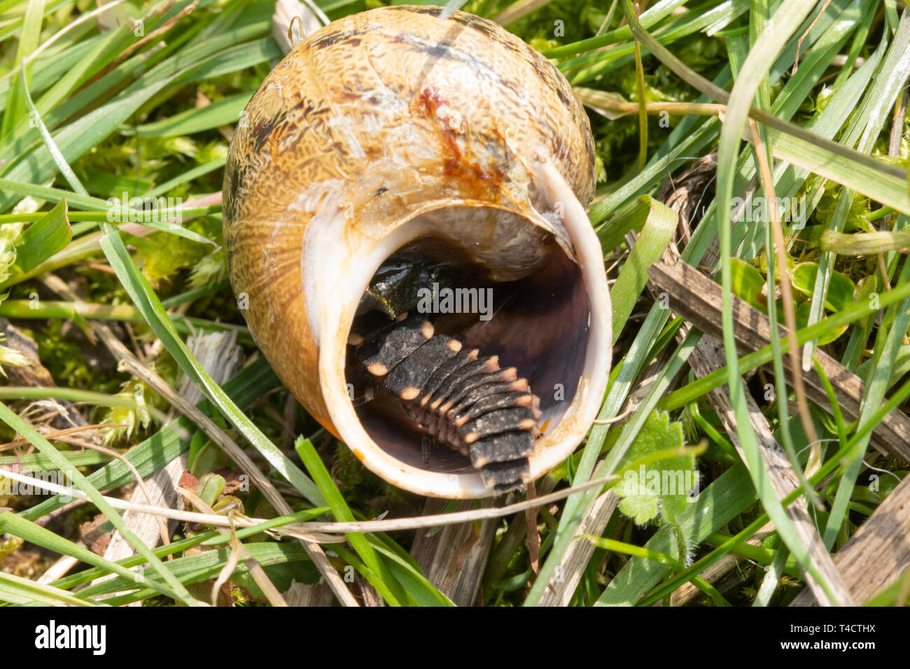 Snail larva hi-res stock photography and images - Alamy