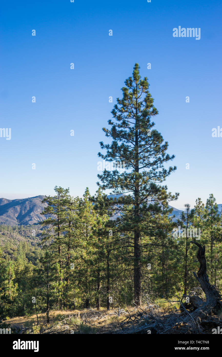 Tall green pine tree stands above forest trees in National Forest Stock ...