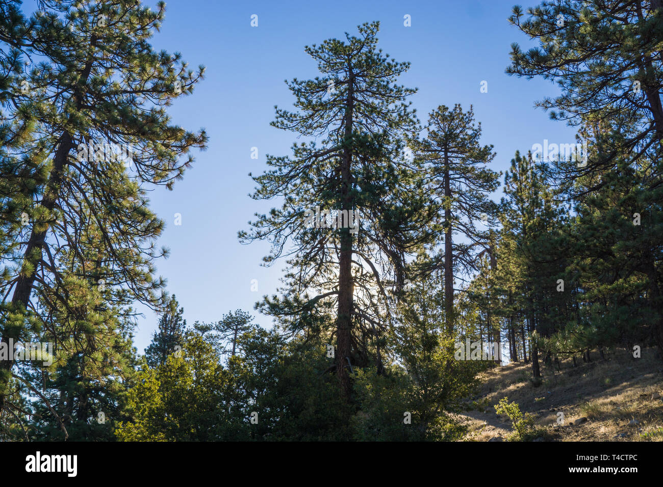 Tall pine trees on california hi-res stock photography and images - Alamy