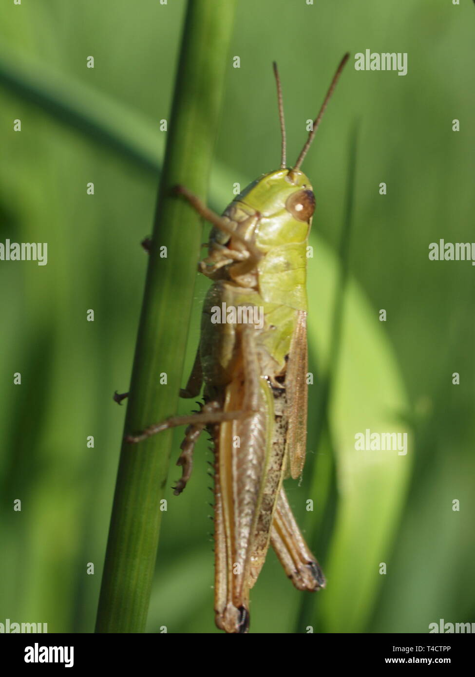 Macro of a green edible grasshopper Stock Photo - Alamy