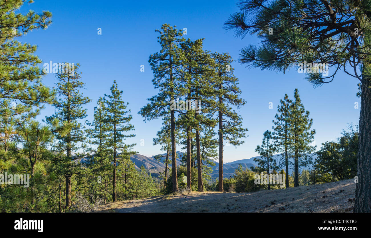 Wooded Hillside Woods Forest Stock Photos & Wooded Hillside Woods ...