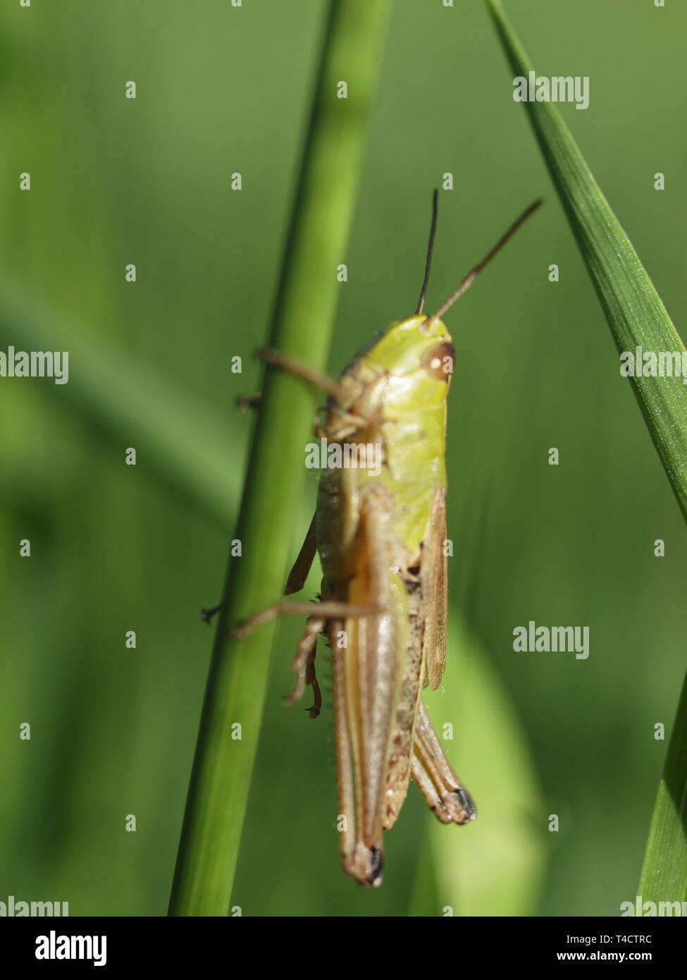 Macro of a green edible grasshopper Stock Photo - Alamy