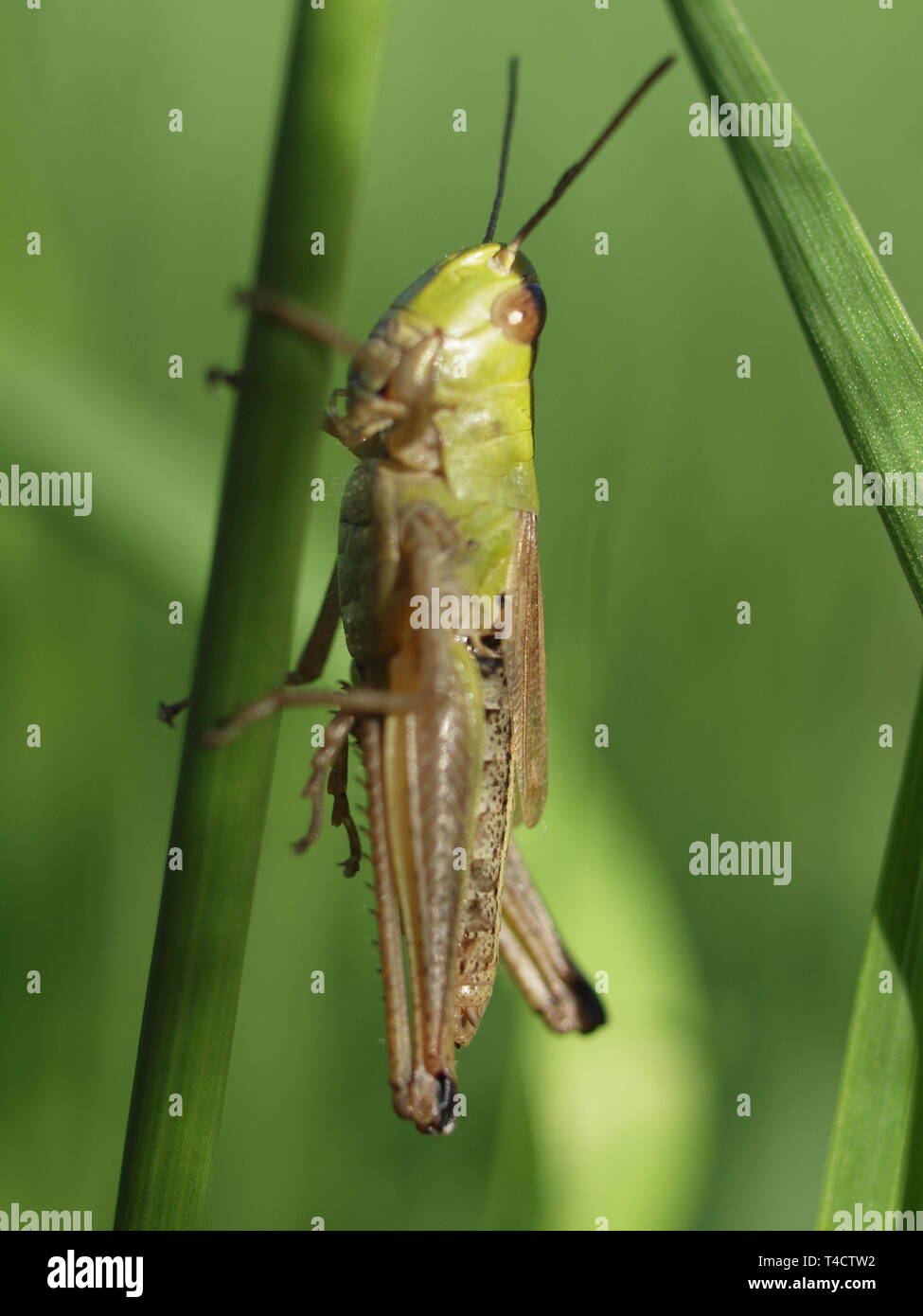 Edible grasshopper species hi-res stock photography and images - Alamy