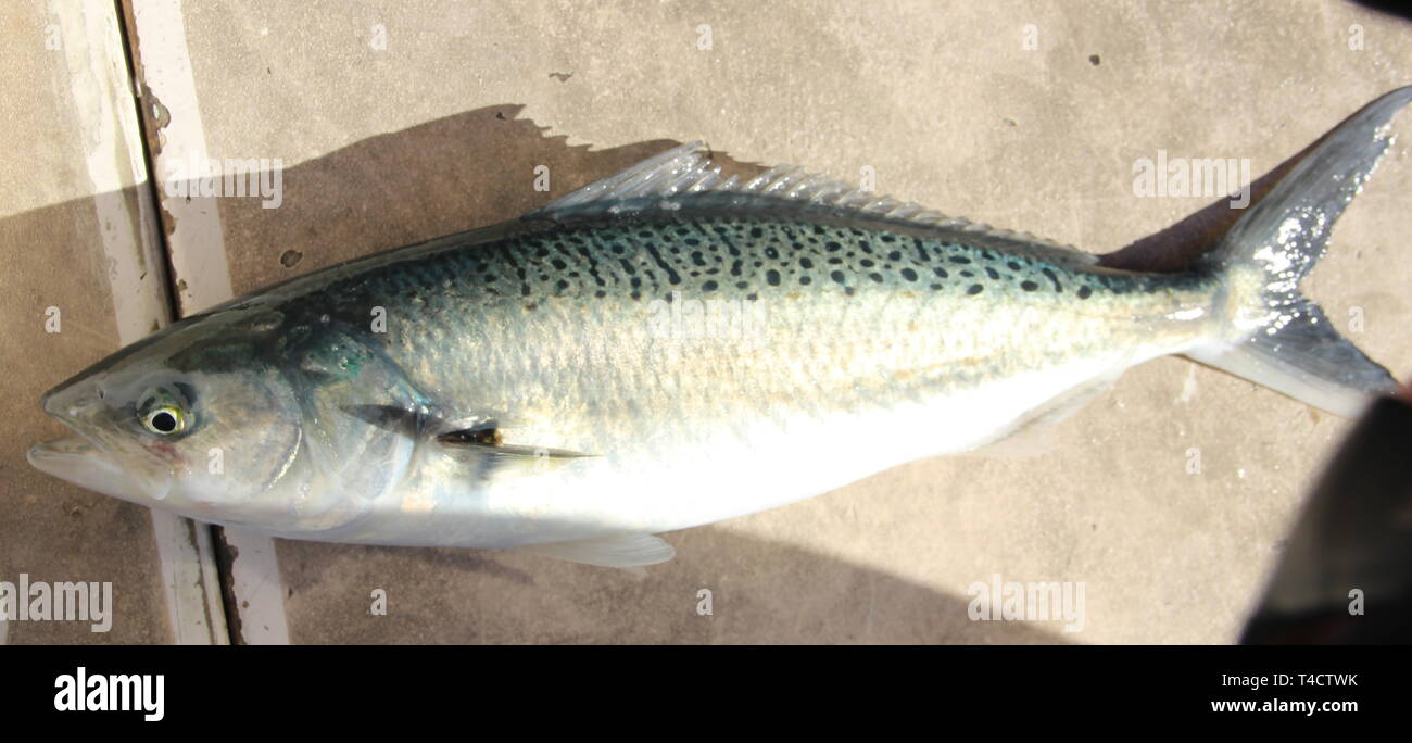 Australian salmon scales hi-res stock photography and images - Alamy
