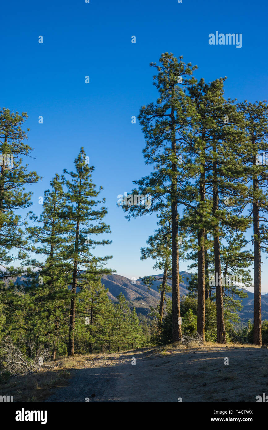 Morning light and shadows shine on tall green pine trees Stock Photo ...