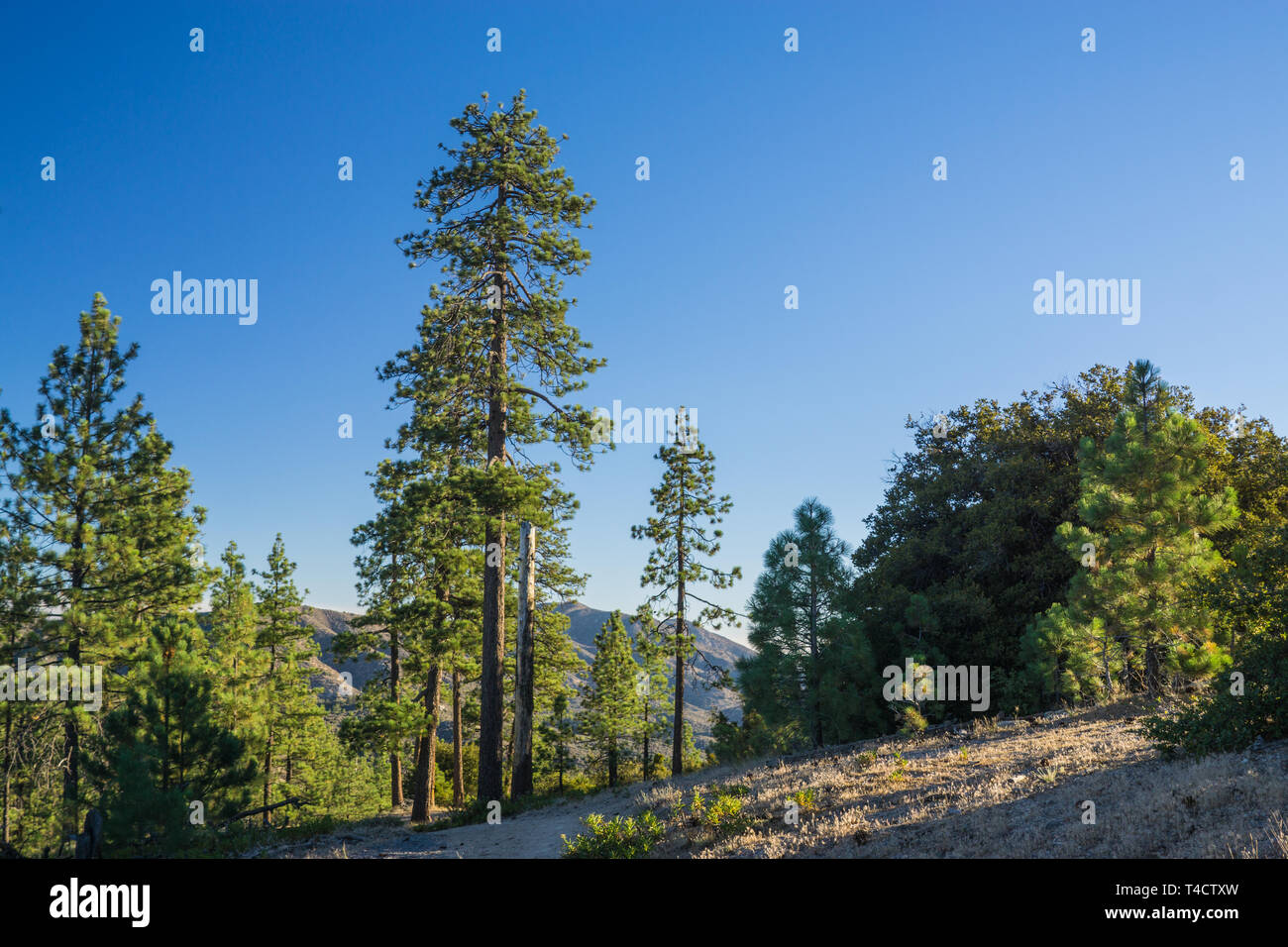 Tall pine trees on california hi-res stock photography and images - Alamy