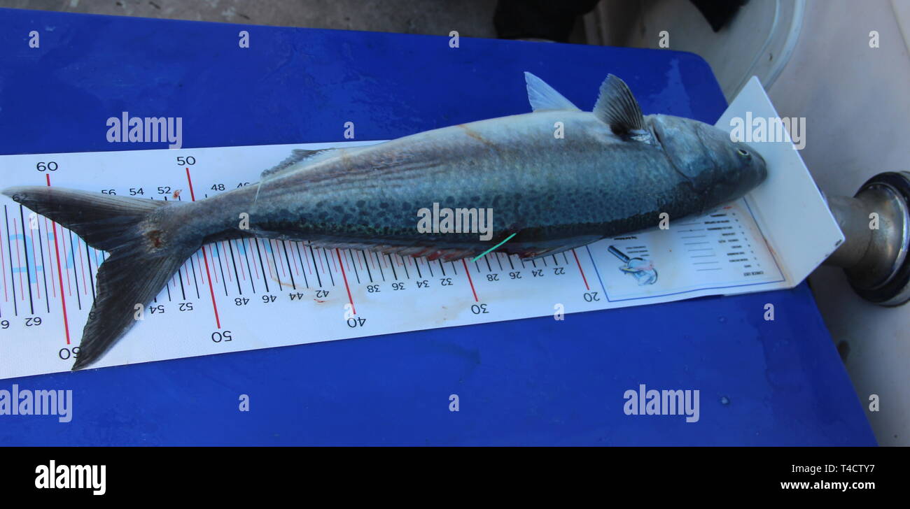 Australian salmon scales hi-res stock photography and images - Alamy