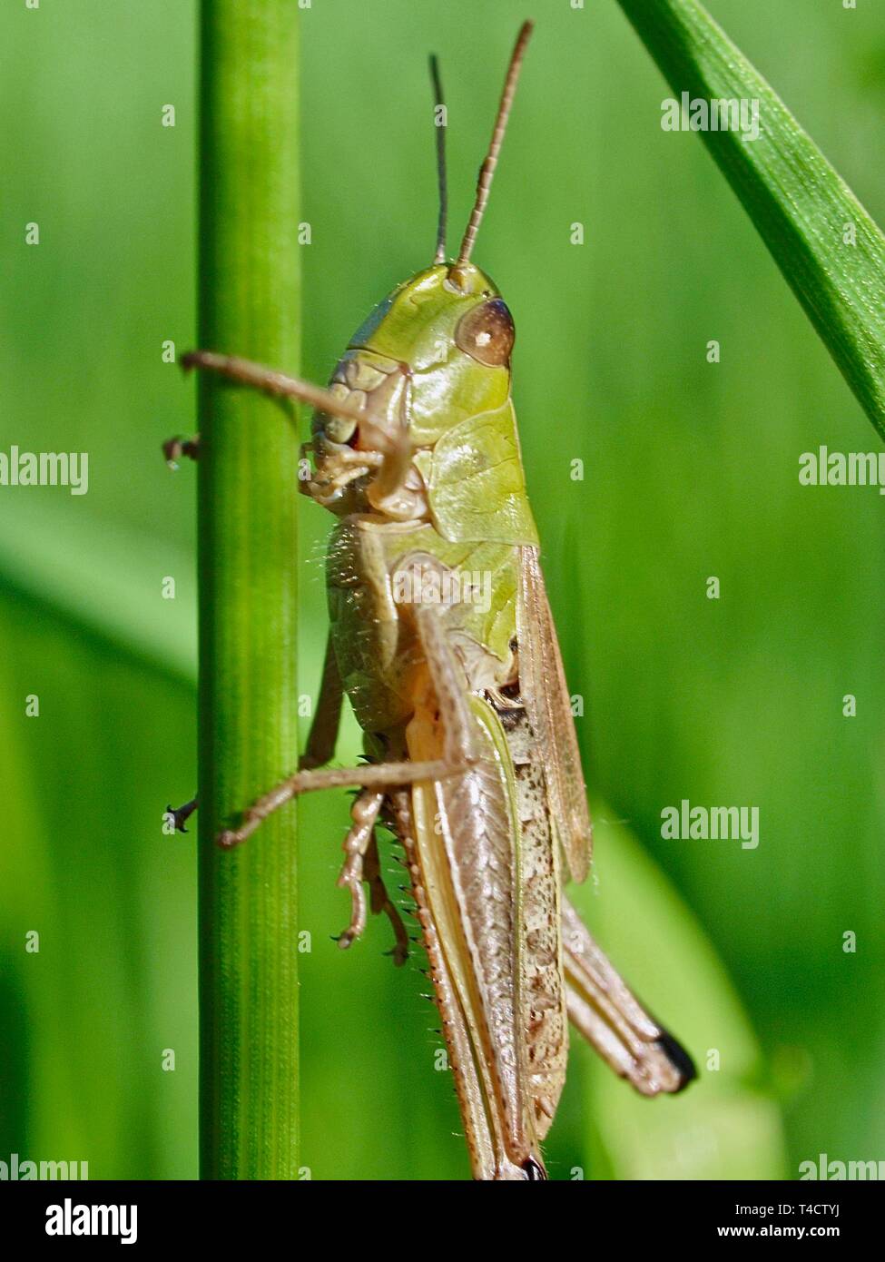 Macro of a green edible grasshopper Stock Photo - Alamy