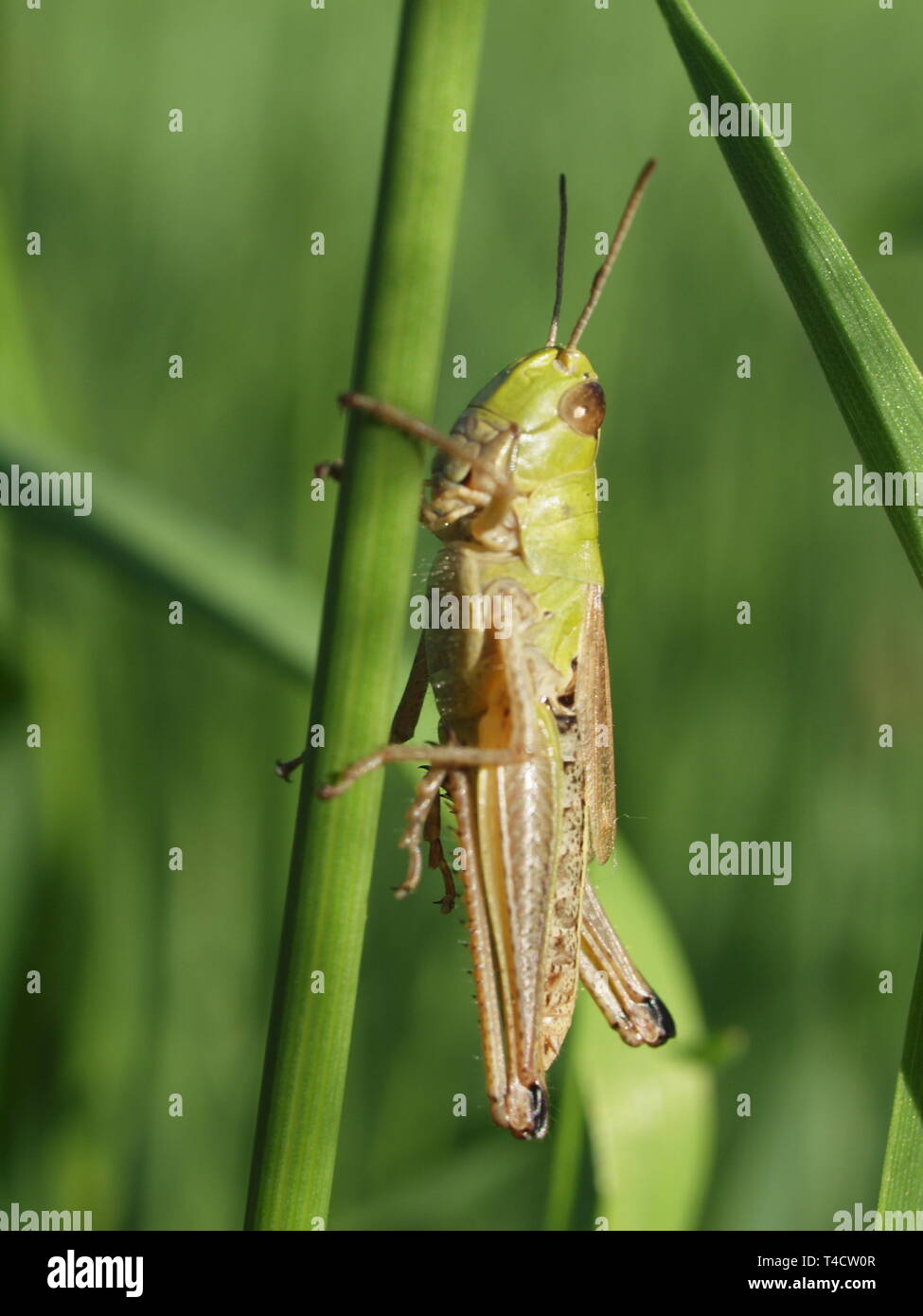 Macro of a green edible grasshopper Stock Photo - Alamy
