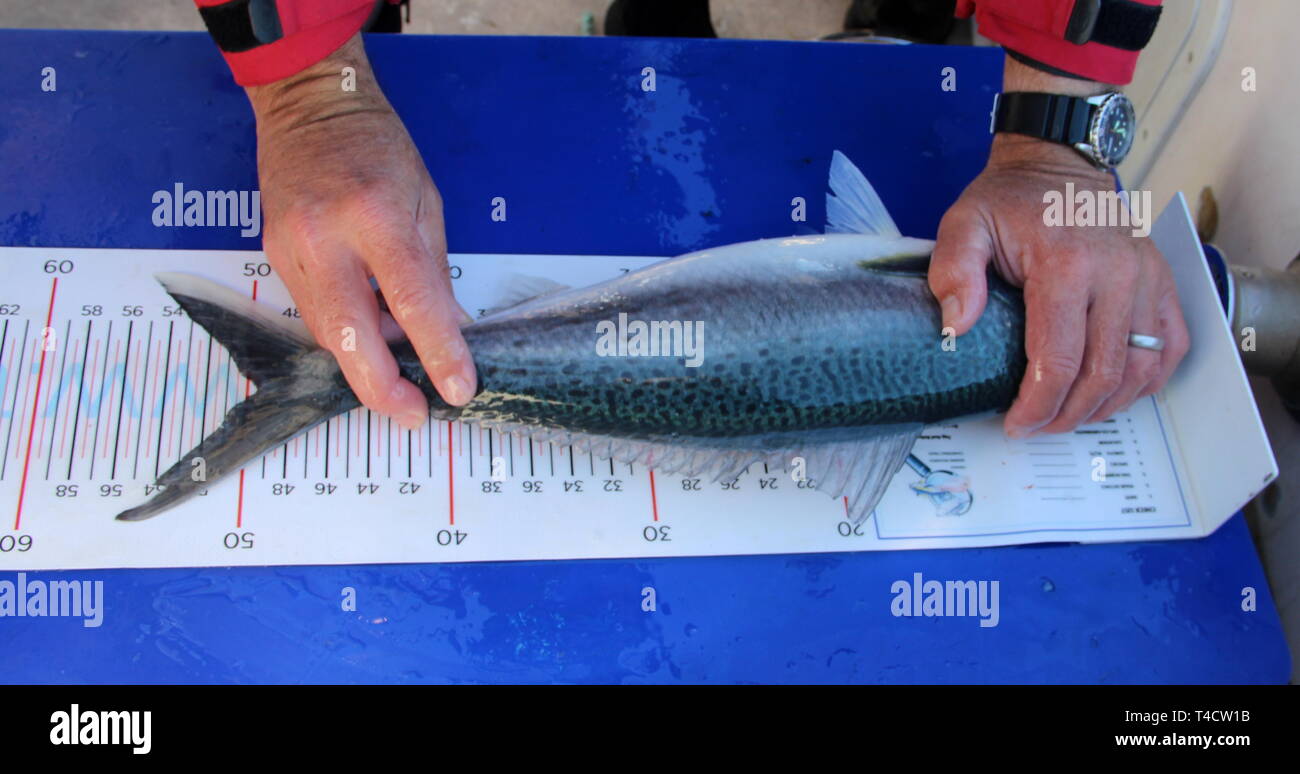 Australian salmon scales hi-res stock photography and images - Alamy