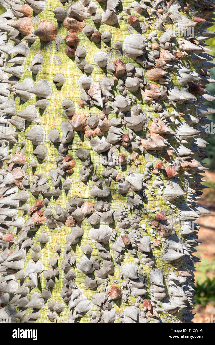 Close up detail of the thorns covering the trunk of the Kapok Tree ...