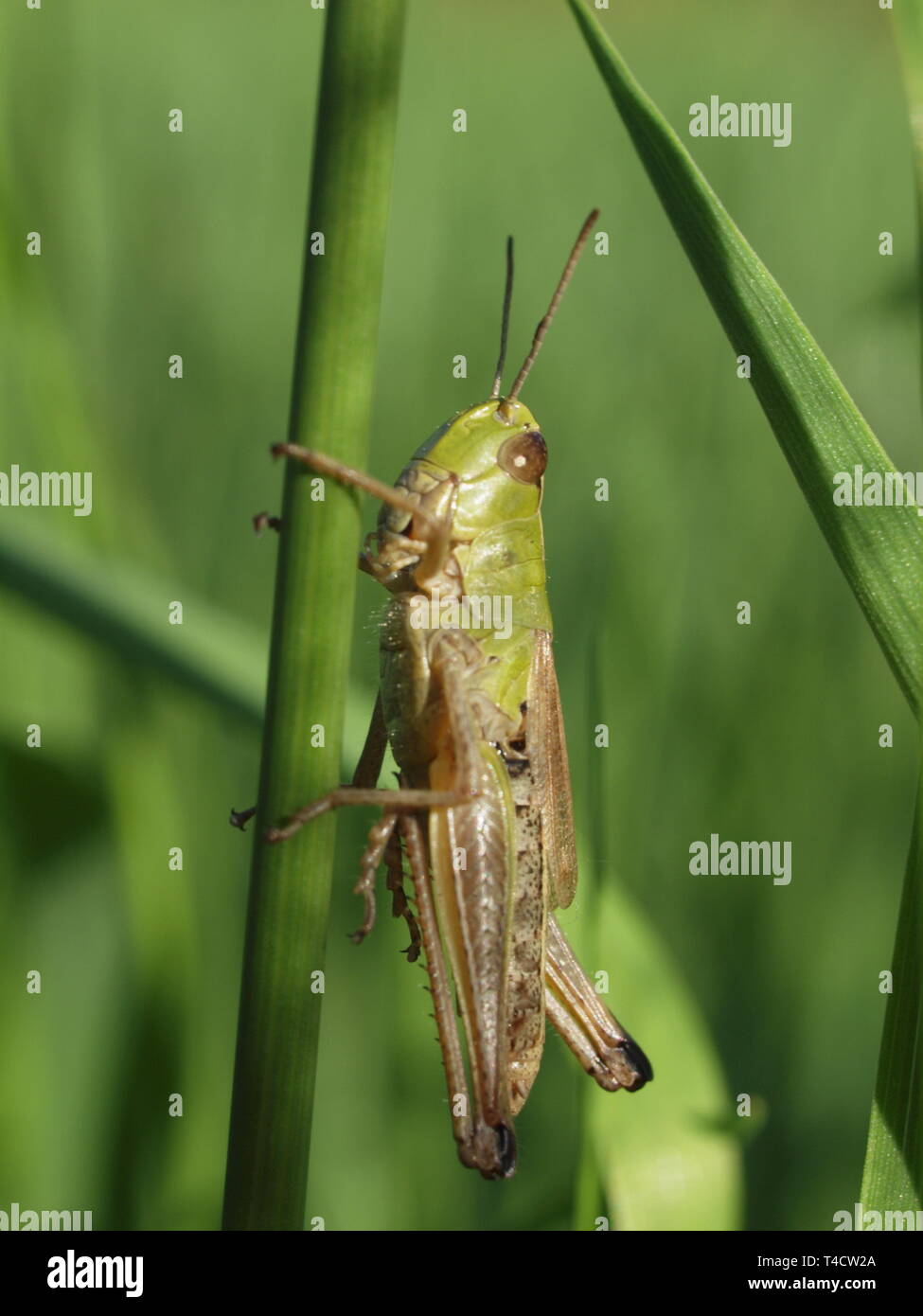 Edible grasshopper species hi-res stock photography and images - Alamy