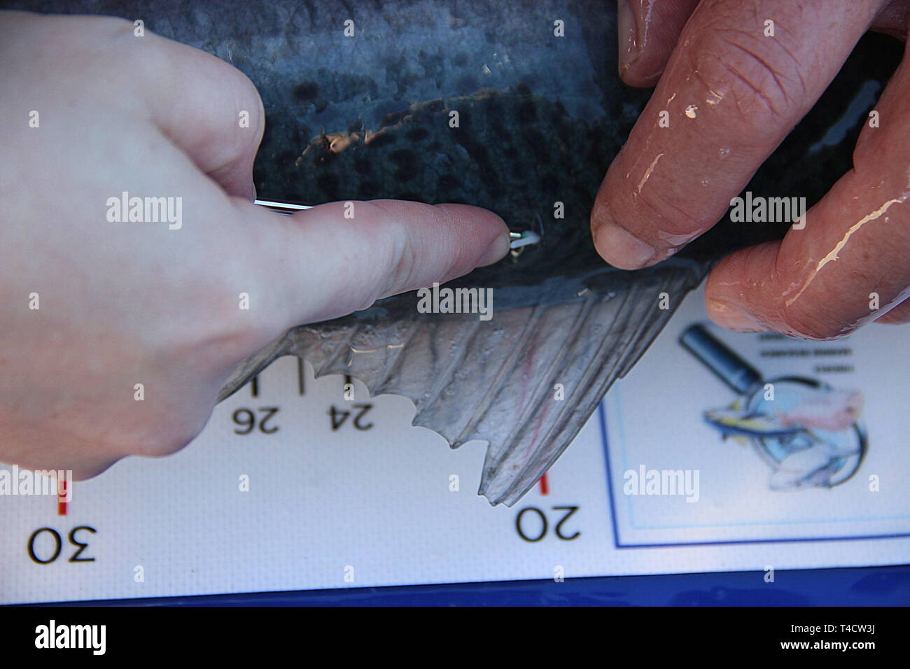 Kapiti island marine hi-res stock photography and images - Alamy