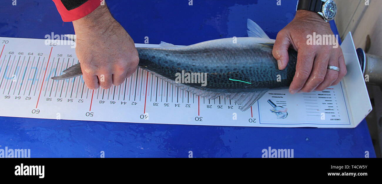 Tagging fish (kahawai) off Kapiti Island New Zealand Stock Photo - Alamy