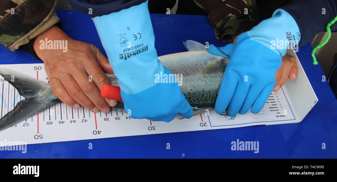 Australian salmon scales hi-res stock photography and images - Alamy