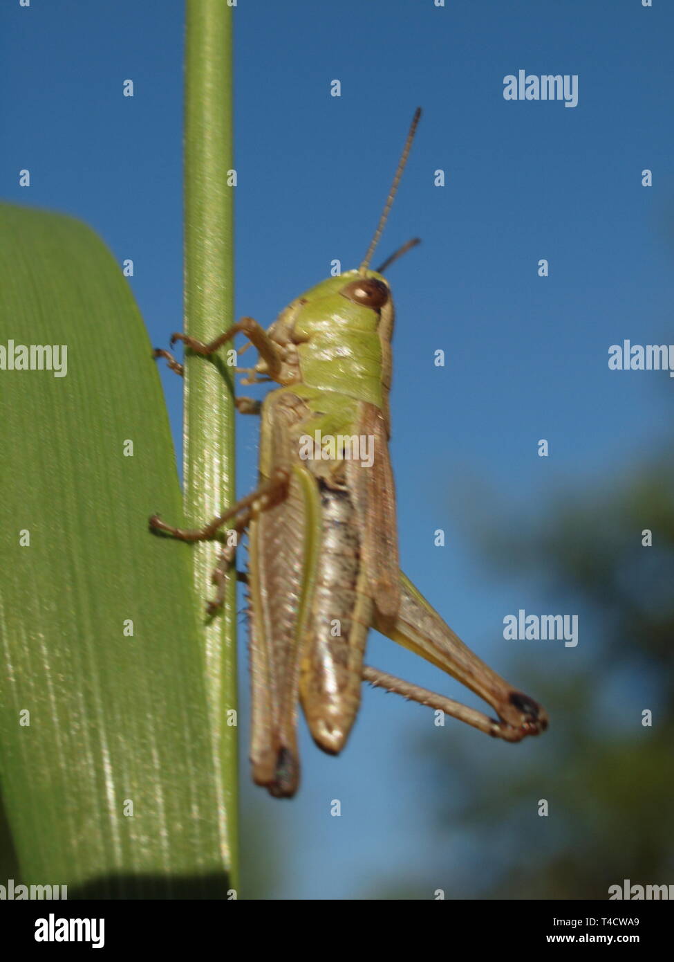 Macro of a green edible grasshopper Stock Photo - Alamy
