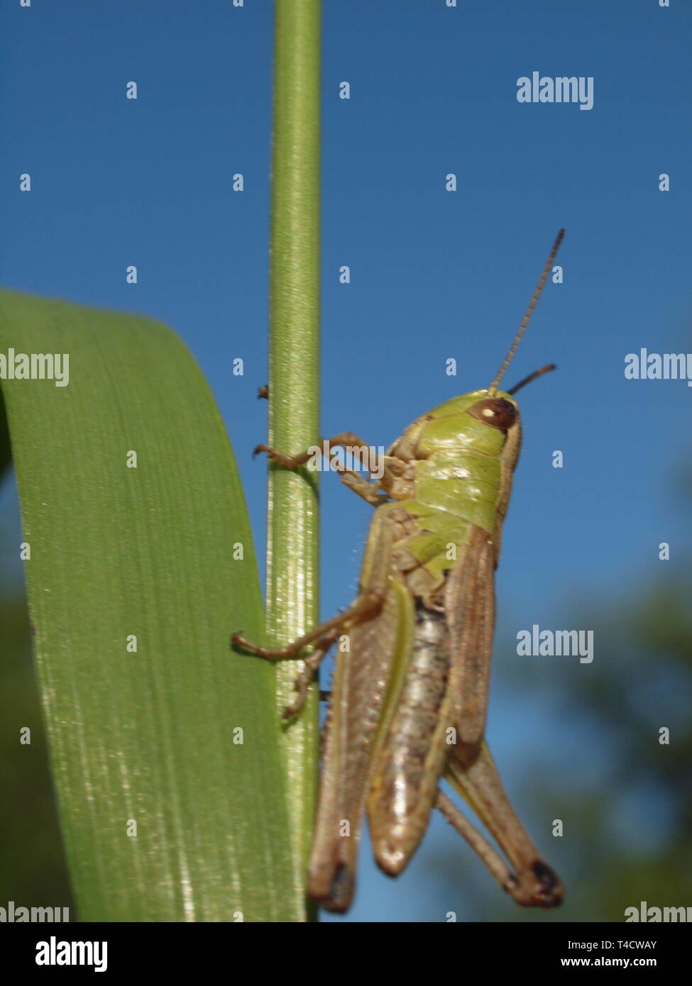 Macro of a green edible grasshopper Stock Photo - Alamy
