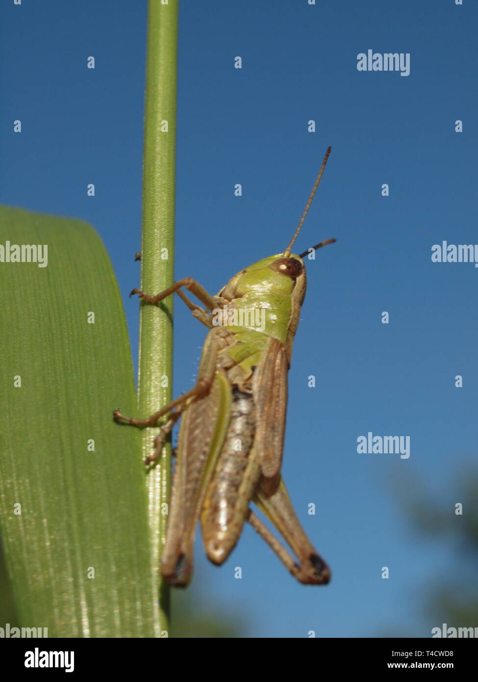 Macro of a green edible grasshopper Stock Photo - Alamy