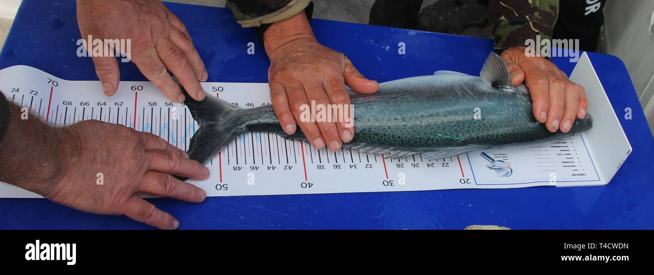 Australian salmon scales hi-res stock photography and images - Alamy