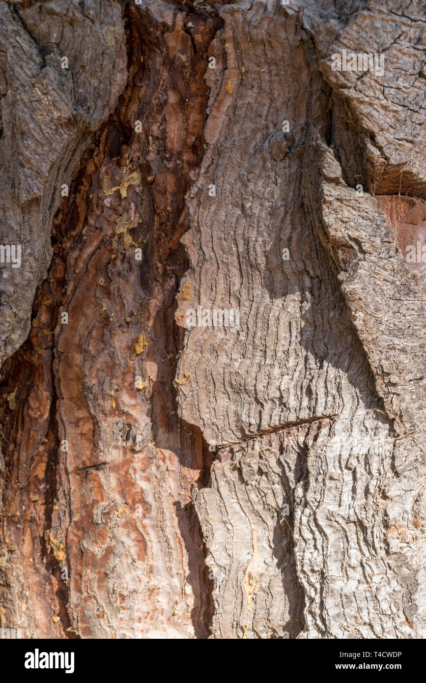 Wood texture from the bark of a tree in Laguna Verde, Chile Stock Photo ...