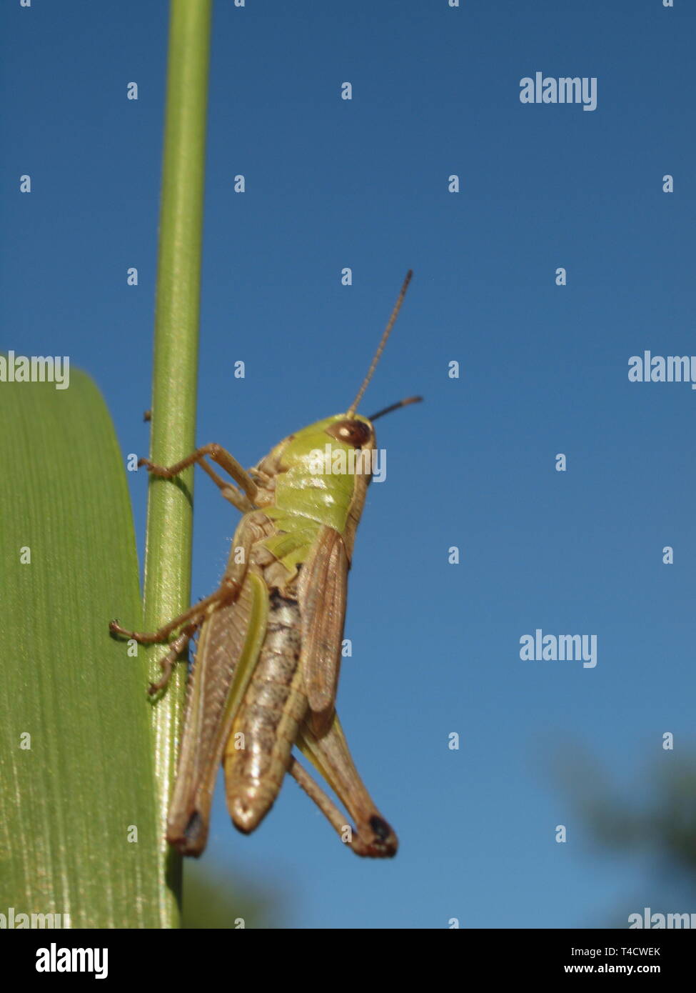 Edible grasshopper species hi-res stock photography and images - Alamy