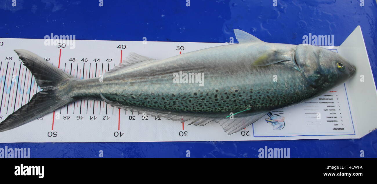 Australian salmon scales hi-res stock photography and images - Alamy